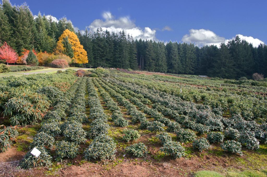 A Quality Nursery-Dover Nursery!